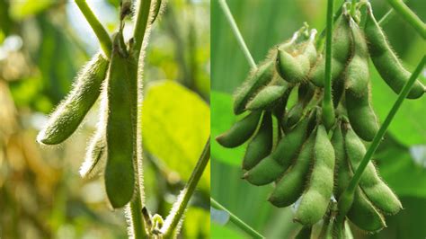 Soybean Nutrient Deficiency Symptoms And Management Of Mid Season Low