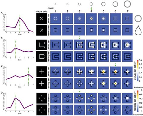 Model Simulations Of Exemplar Figures Ad The Most Active Convex