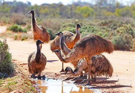 Are Emus Only Found In Australia
