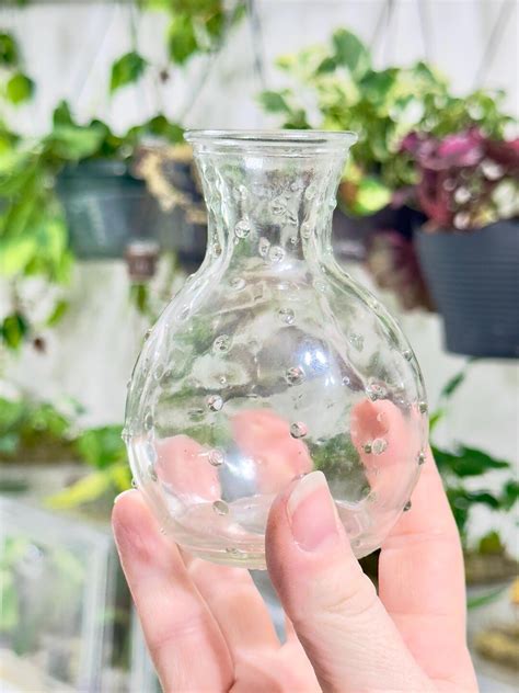Propagation Container Glass Propagation Containers Glass Jar