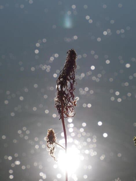 Premium Photo Dry Grass On The Background Of The River