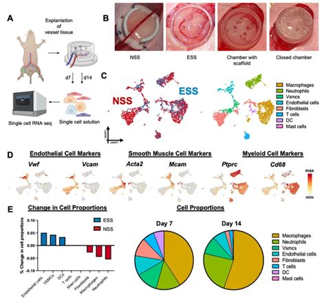 Fischer Et Al Publishes Paper In Tissue Engineering The Gurtner Lab
