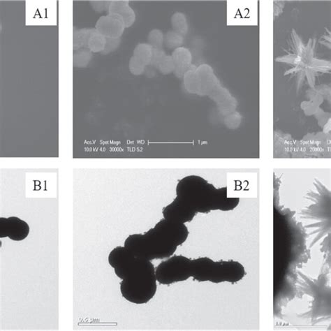 A SEM Images A1 A2 A3 B TEM Images B1 B2 B3 Download Scientific Diagram