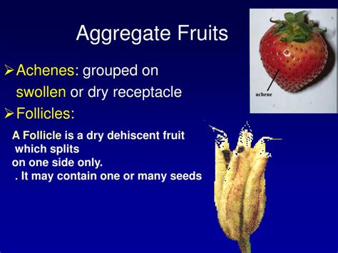 Botany Aggregate Fruit At Jimmy Koonce Blog