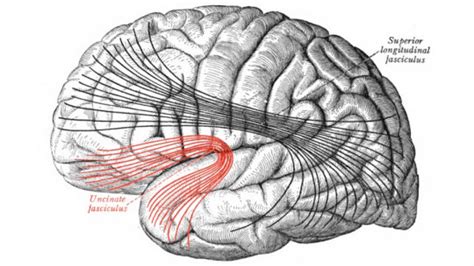 Arcuate Fasciculus Brain Location And Key Functions 2025