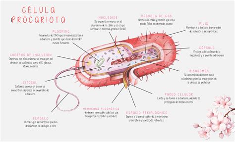 Partes De La Célula Procariota Con Sus Descripciones De Cada Parte Diapositivas De Biología