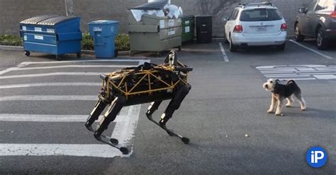 Робот-собака от Google играет с настоящей собакой [видео]