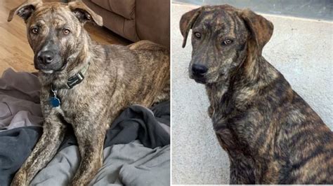 Mountain Cur Facts Health And Care Waf