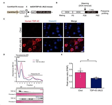 Transgenic Tdp 43 Nls Mice Have An Altered Polysome Profile In Brain Download Scientific