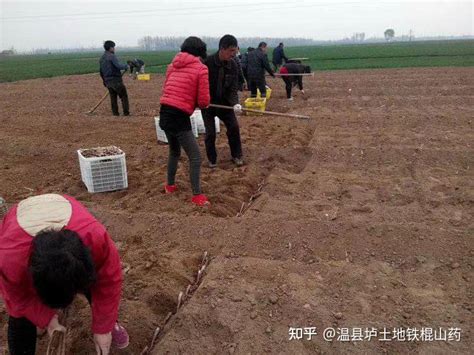 温县垆土地铁棍山药的一生 知乎