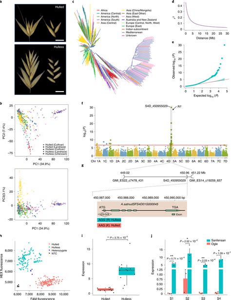 Genome Wide Scan For The Hulless Grain Trait A The Spikelets And