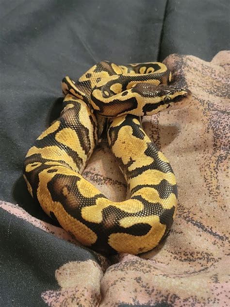 Whats The Best Way To Treat Mites On A Juvenile Bp I Am Weary Of