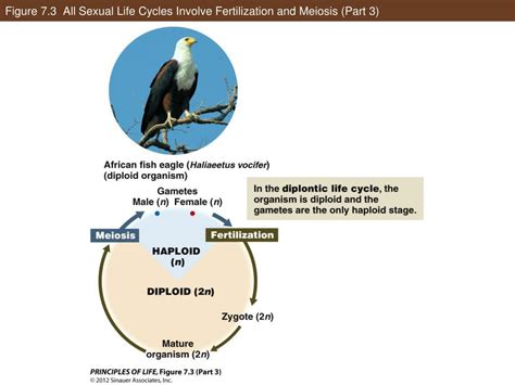 PPT The Cell Cycle And Cell Division PowerPoint Presentation Free Download ID