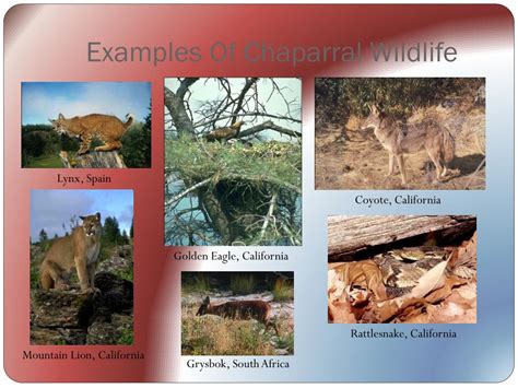 Ppt Chaparral Biome Powerpoint Presentation Free Download Id2282686