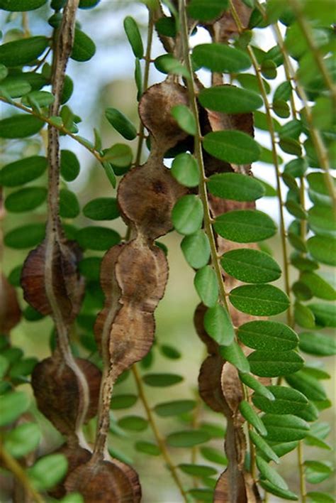 Best Images About Seed Pods On Pinterest Unusual Flowers Plants And Ceramic Sculptures