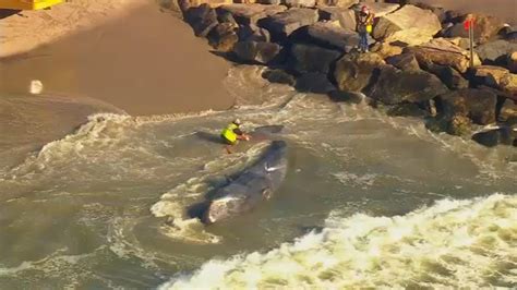 Dead 30 Foot Whale Washes Ashore At Rockaway Beach In Queens Abc7 New