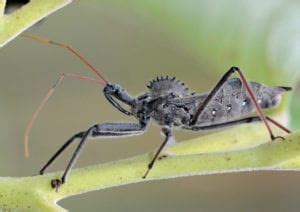 So Just What Is A Wheel Bug