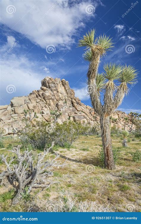 Joshua Trees And Rock Formations Joshua Tree National Park Ca Stock Image Image Of Blue
