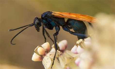 Tarantula Hawk Wasp Hearts Pest Management