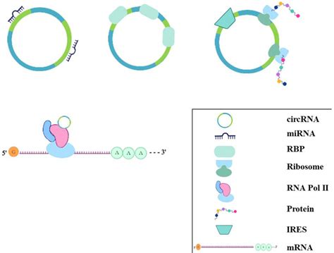 Circulating Circular Rnas Novel Biomarkers For Heart Failure