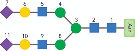 BIOC Exam Smart Work Flashcards Quizlet
