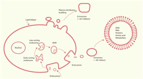 Exosomal Micrornas Impact On Cancer Detection