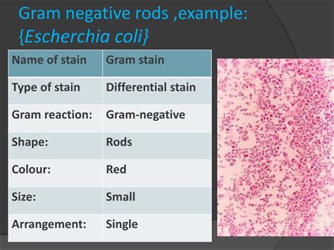 Ppt Practical Basic Microbiology And Immunology Powerpoint