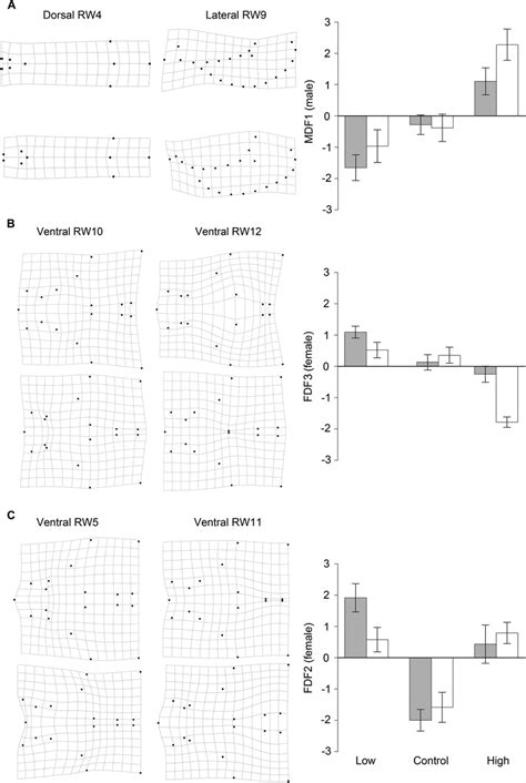 Morphological Responses Among Lines Selected For Mating Rate In A Download Scientific