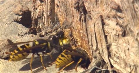Calgary Exterminator Warns Against Diy Wasp Nest Removal ‘theyre Everywhere Calgary