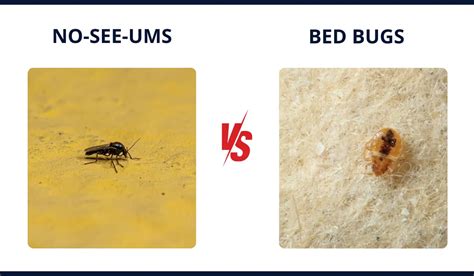 No See Ums Vs Bed Bugs Whats Biting You Lajaunies Pest Control
