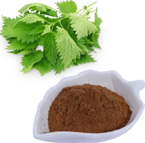 Nettle Extract Supplier Herbal Solutions For Wellness And Health