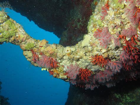 Projects Ciimar Interdisciplinary Centre Of Marine And