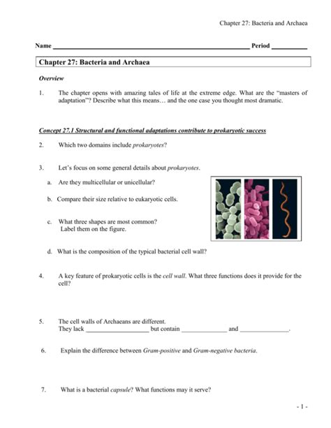 Bacteria And Archaea Worksheet Prokaryotic Biology