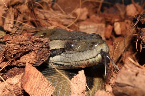 The King Cobra Report After A Short Stint At Home Were Finally Back In Thailand To Carry On