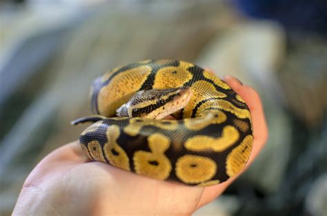 How Big Do Ball Pythons Get Male And Female Average Size