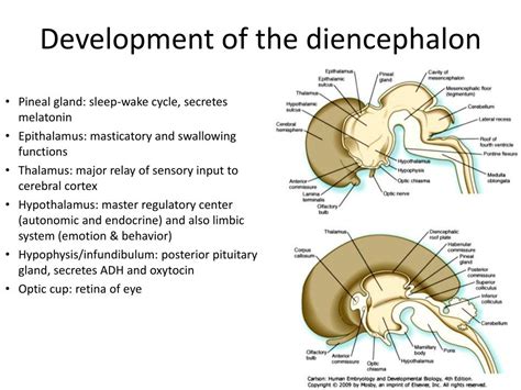 Ppt Development Of The Nervous System Powerpoint Presentation Free