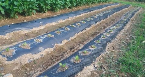 가을배추심는시기 파종시기 김장배추 모종 심는시기 네이버 블로그