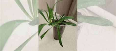 Укорененные черенки купить в Красноярске Товары для дома и дачи Авито