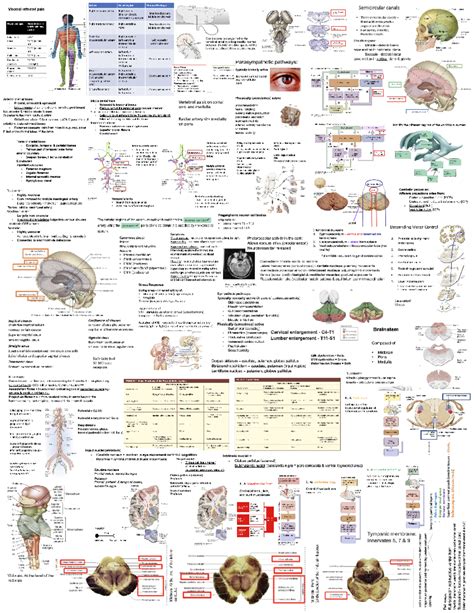 Anatomy Cheat Sheet Arterial And Venous Structures Overview Anat 101