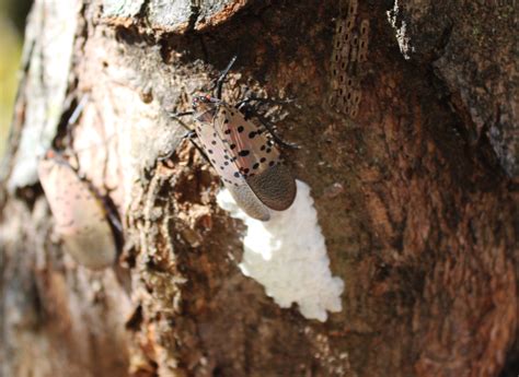 Spotted Lanternfly With Egg Mass Entomology Today