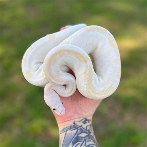 Black Eyed Lucy Ball Python A Gorgeous Snake With Unique Coloration Vital Frog
