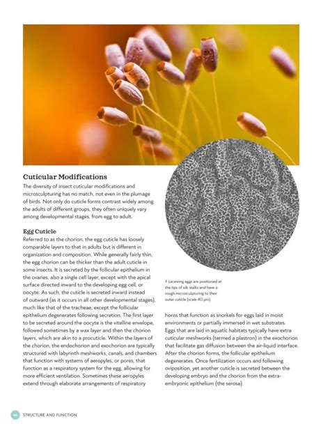 The Complete Insect Anatomy Physiology Evolution And Ecology Nokomis