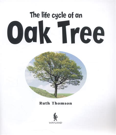 The Life Cycle Of An Oak Tree