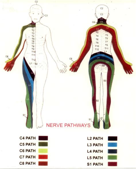 Shingles Nerve Pathways Diagram