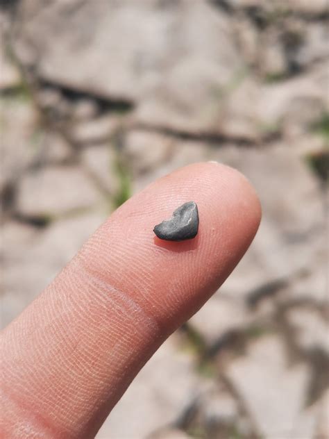 Deltodus Toothplate Member Collections The Fossil Forum
