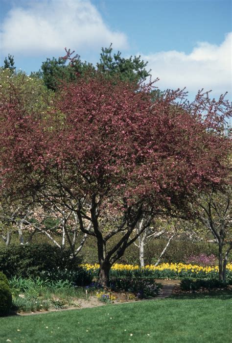 Malus Robinson Robinson Crabapple Garden Center Marketing