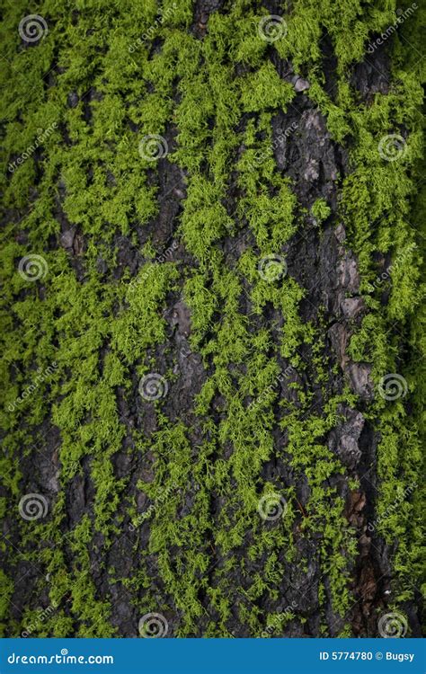 Tree Moss And Bark Stock Photo Image Of Balsam Mounds 5774780
