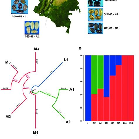 Origin And Genetic Structure Of The Common Bean Accessions A Map Of