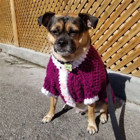 Wonderstruck Crochet Dog Sweater Pattern Mrs Shank