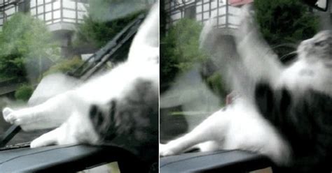 와이퍼와 싸우는 고양이 이번 대결의 승자는 누구
